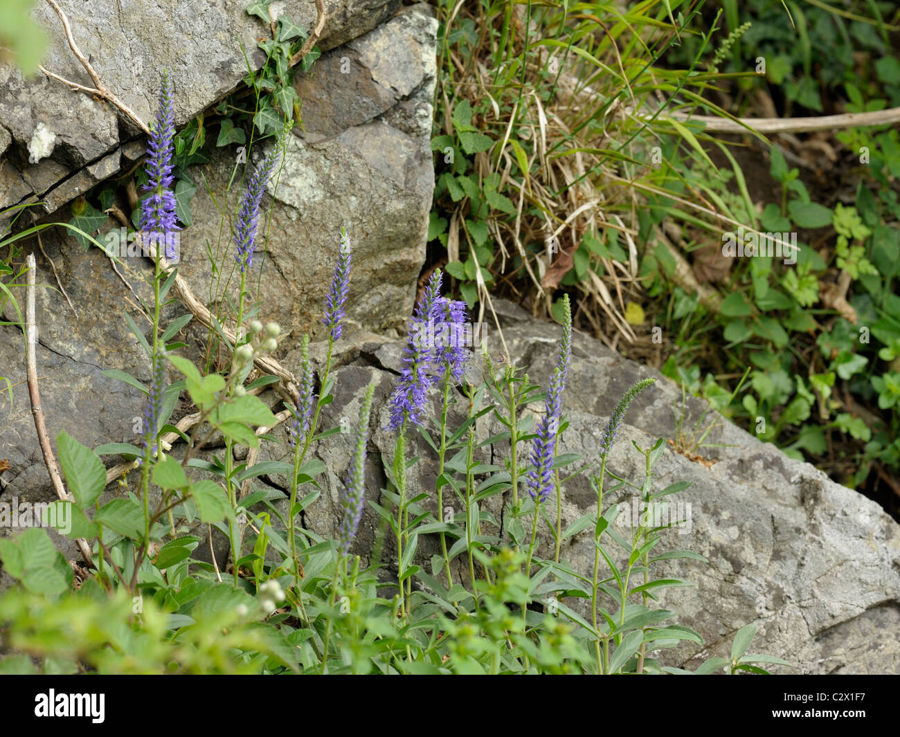 Spike speedwell hi-res stock photography and images - Alamy