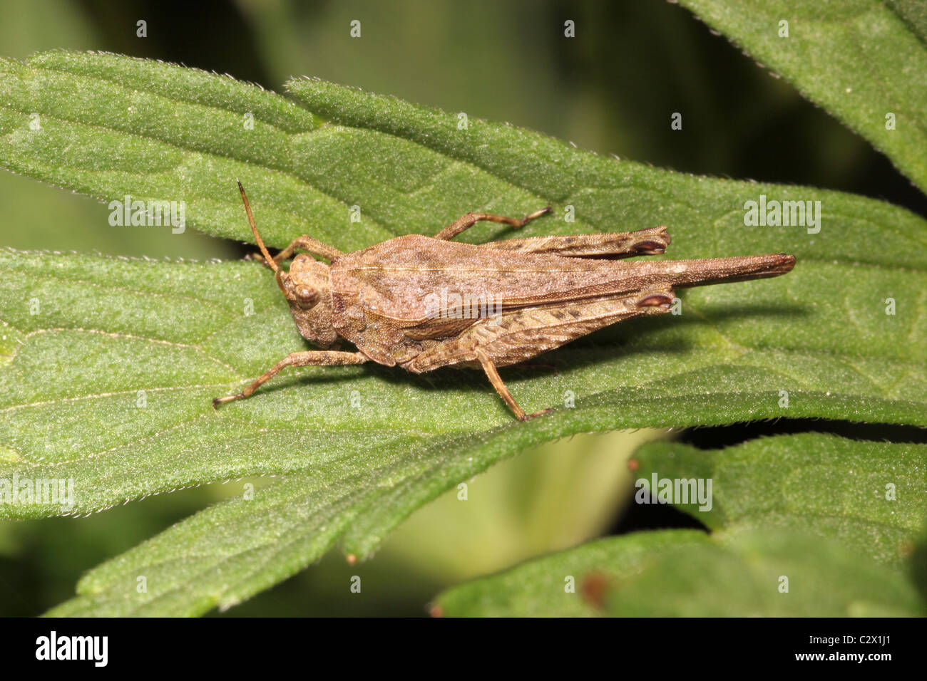 Slender groundhopper hi-res stock photography and images - Alamy