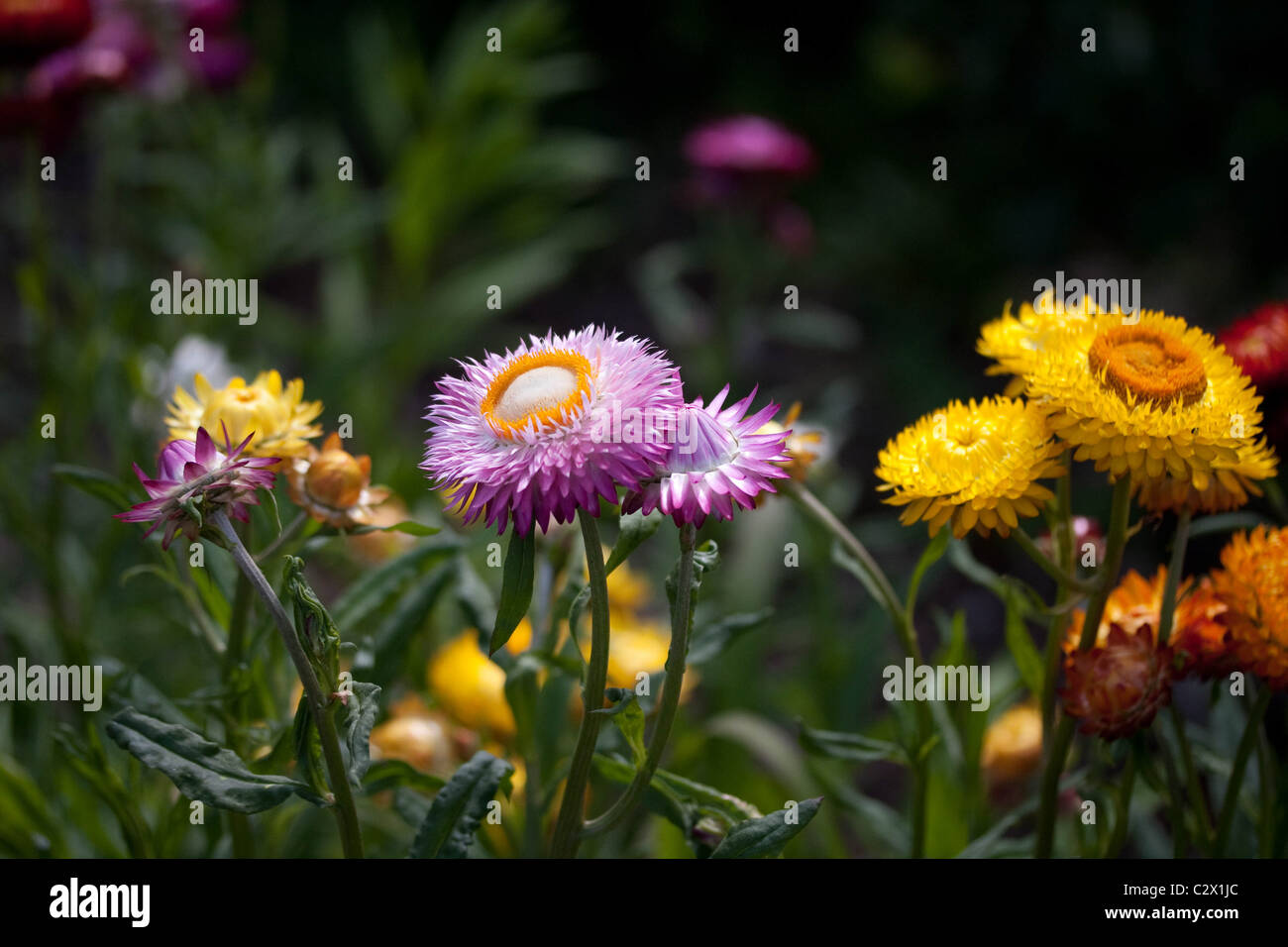 Wild Flowers growing in the countryside Stock Photo - Alamy
