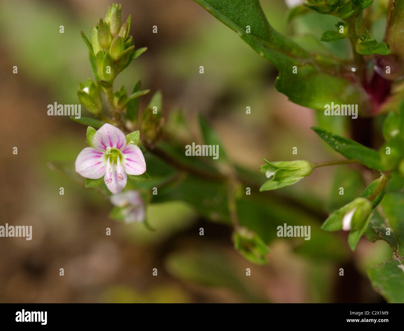 Water Speedwell High Resolution Stock Photography and Images - Alamy