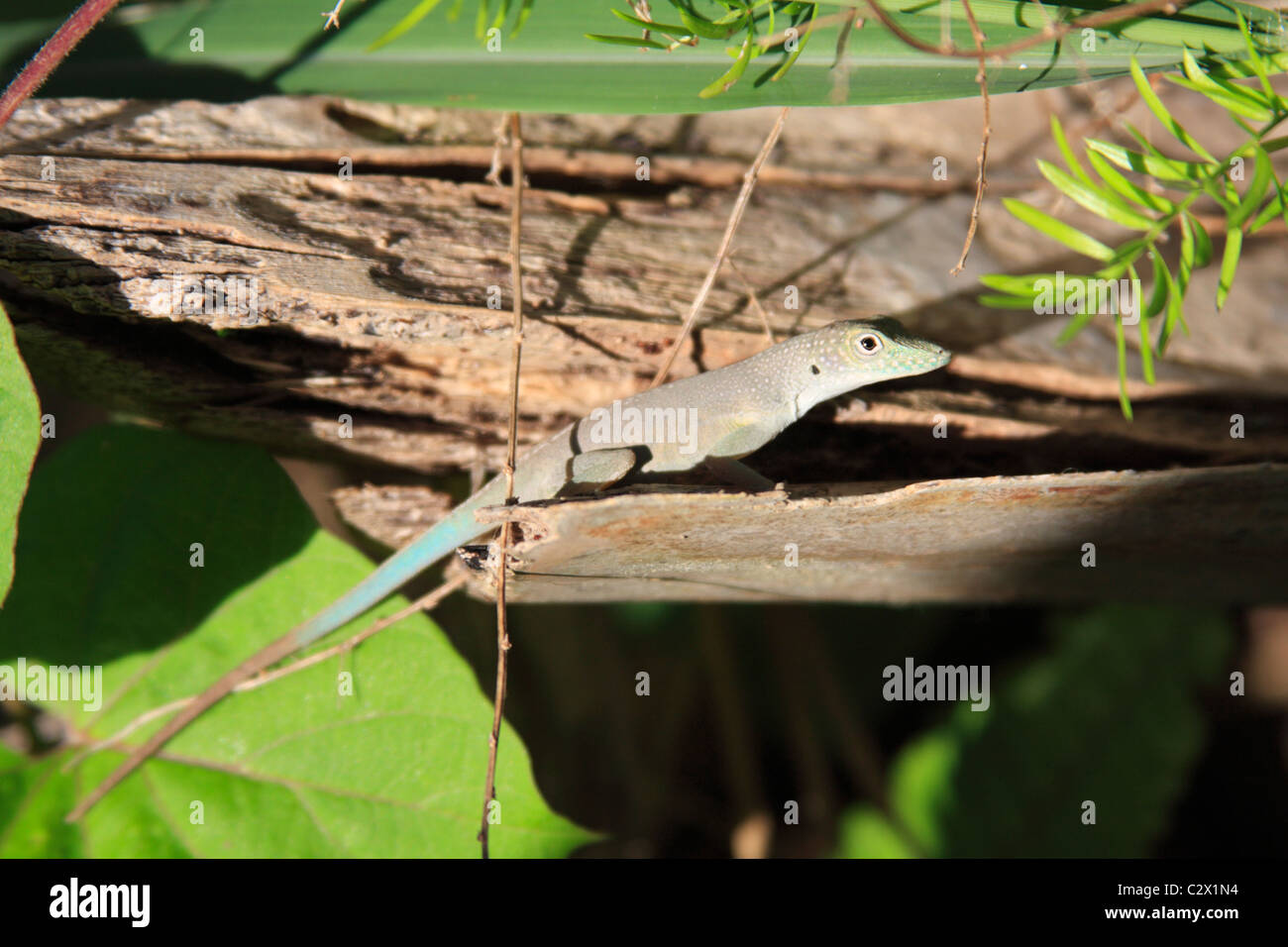 Jamaican Anole (Anolis grahami), Bermuda Stock Photo - Alamy