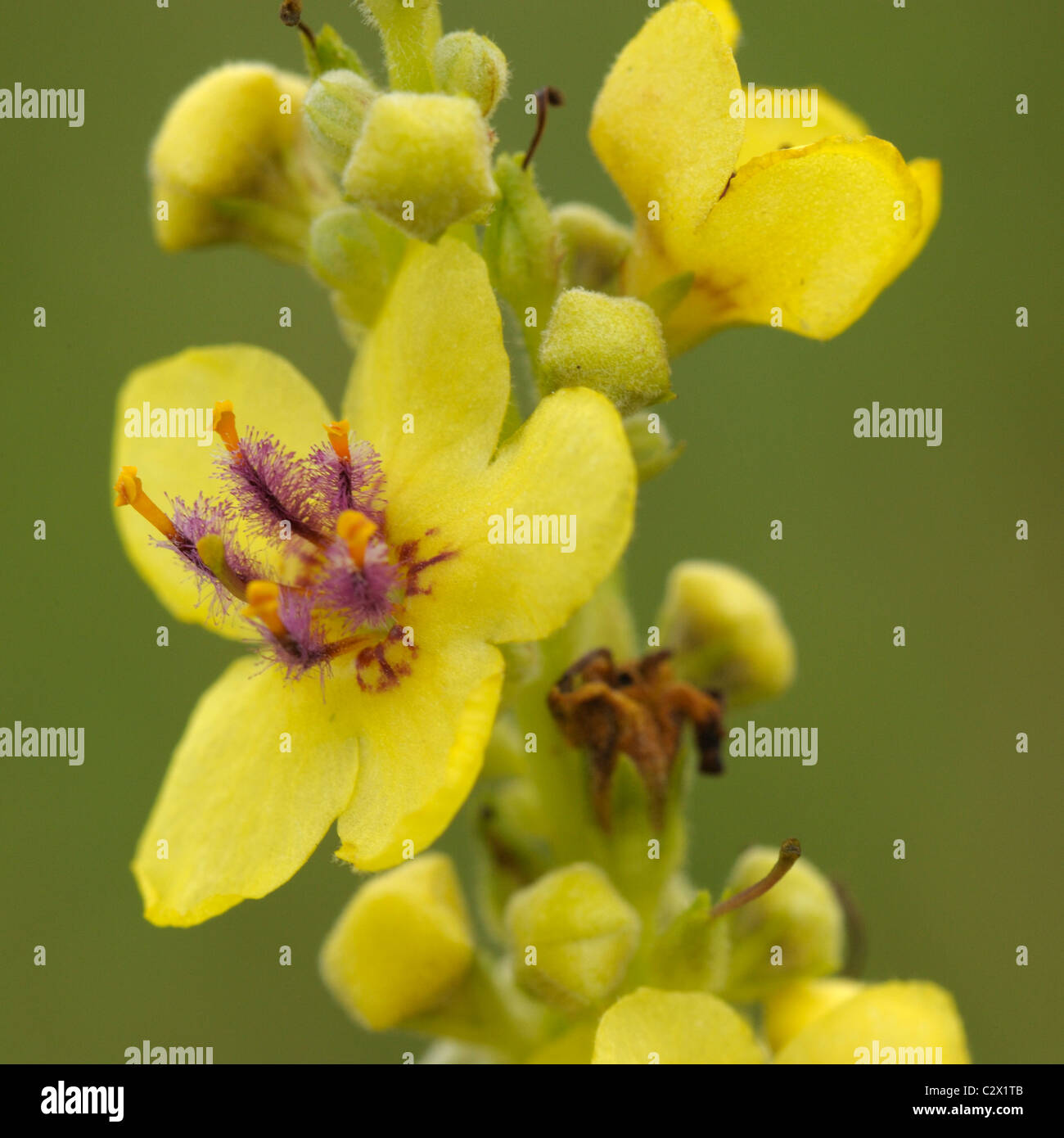 Dark Mullein, verbascum nigrum Stock Photo - Alamy