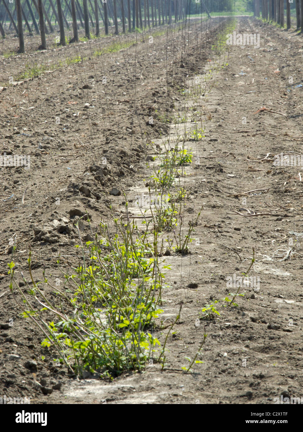 hop-field in april Stock Photo - Alamy