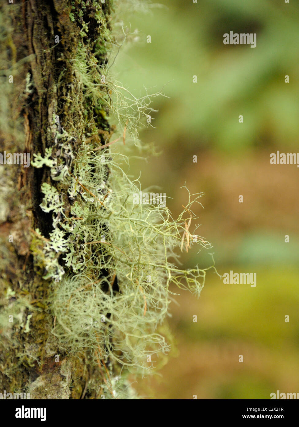 Usnea fragilescens, the Fragile beard lichen Stock Photo - Alamy