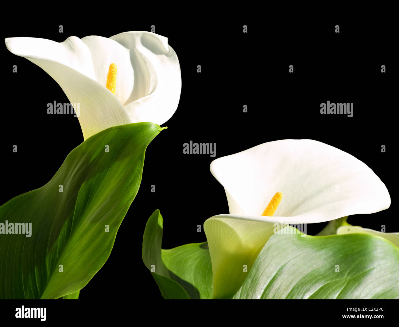 Two Calla lilies isolated on a black background Stock Photo - Alamy