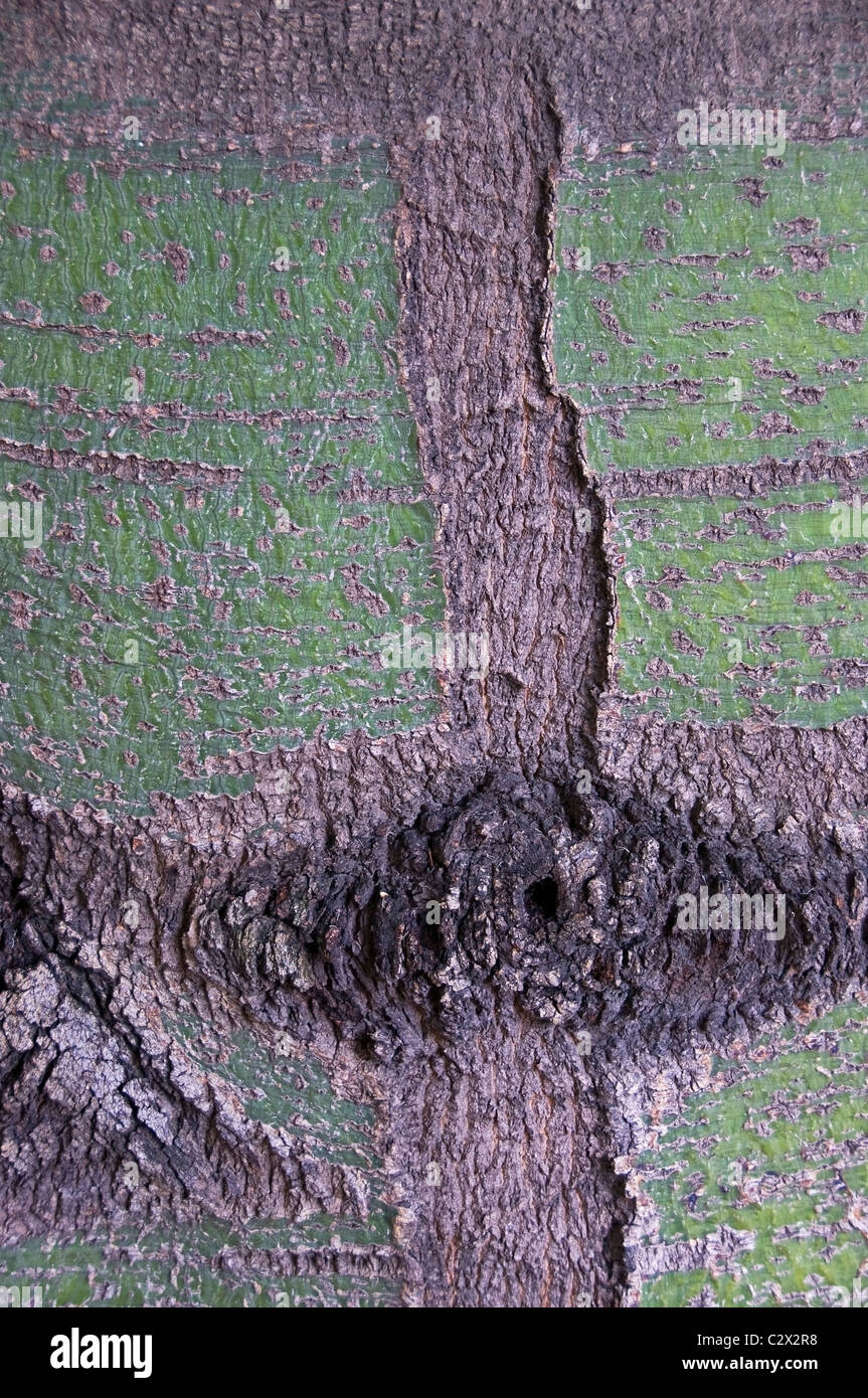 Plant Bark High Resolution Stock Photography and Images - Alamy