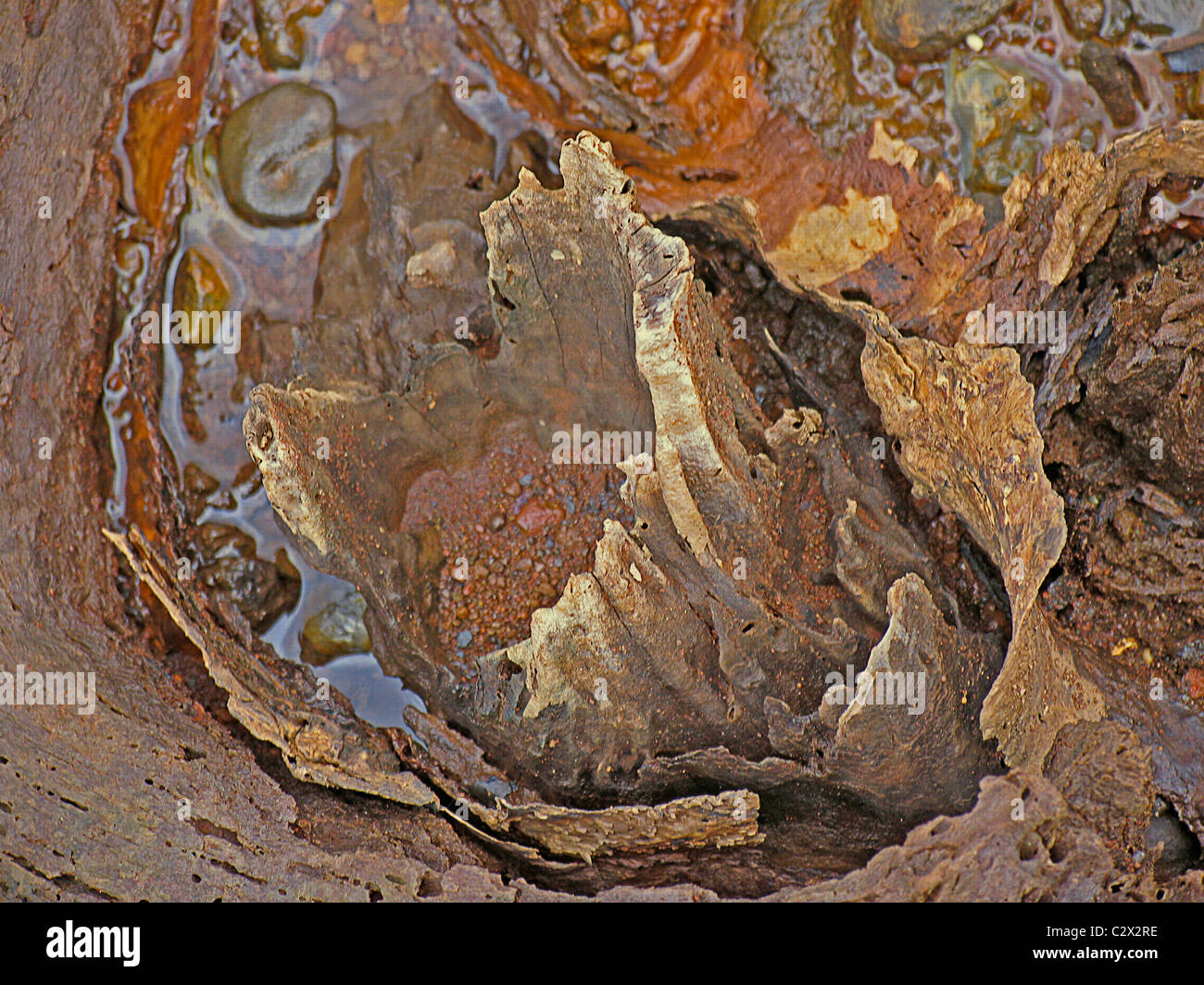 Abstract part of tree trunk, India Stock Photo - Alamy