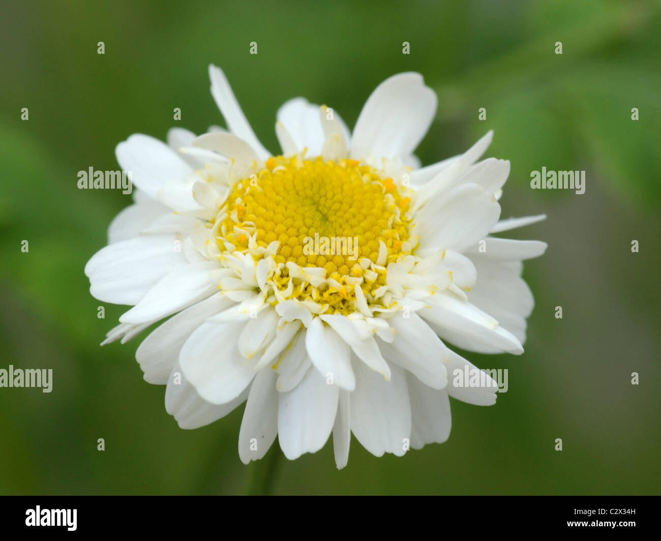 Feverfew High Resolution Stock Photography and Images - Alamy