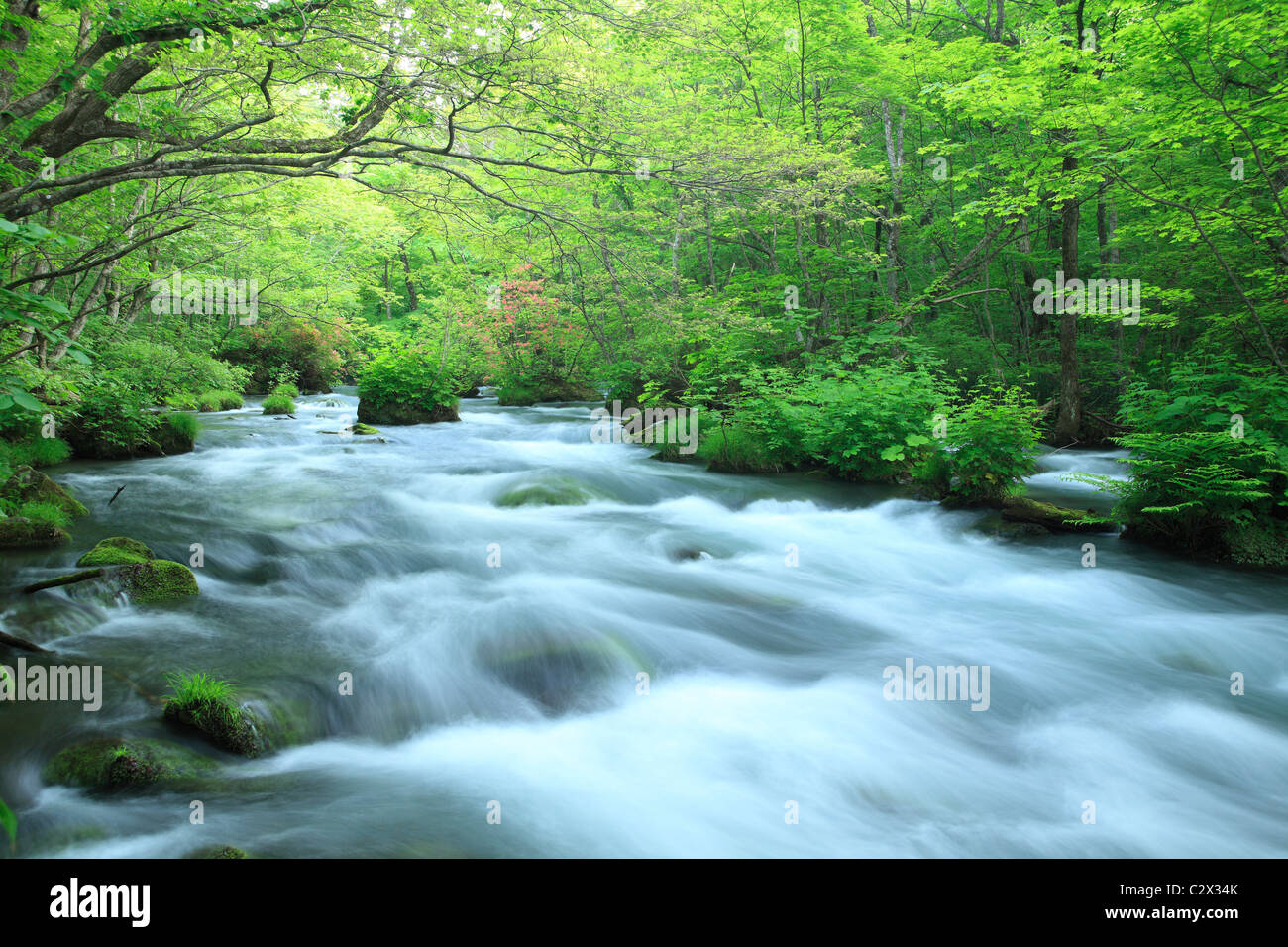 Water spring in forest Stock Photo - Alamy