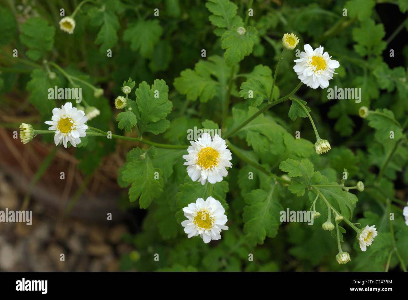 Feverfew, tanacetum parthenium Stock Photo - Alamy
