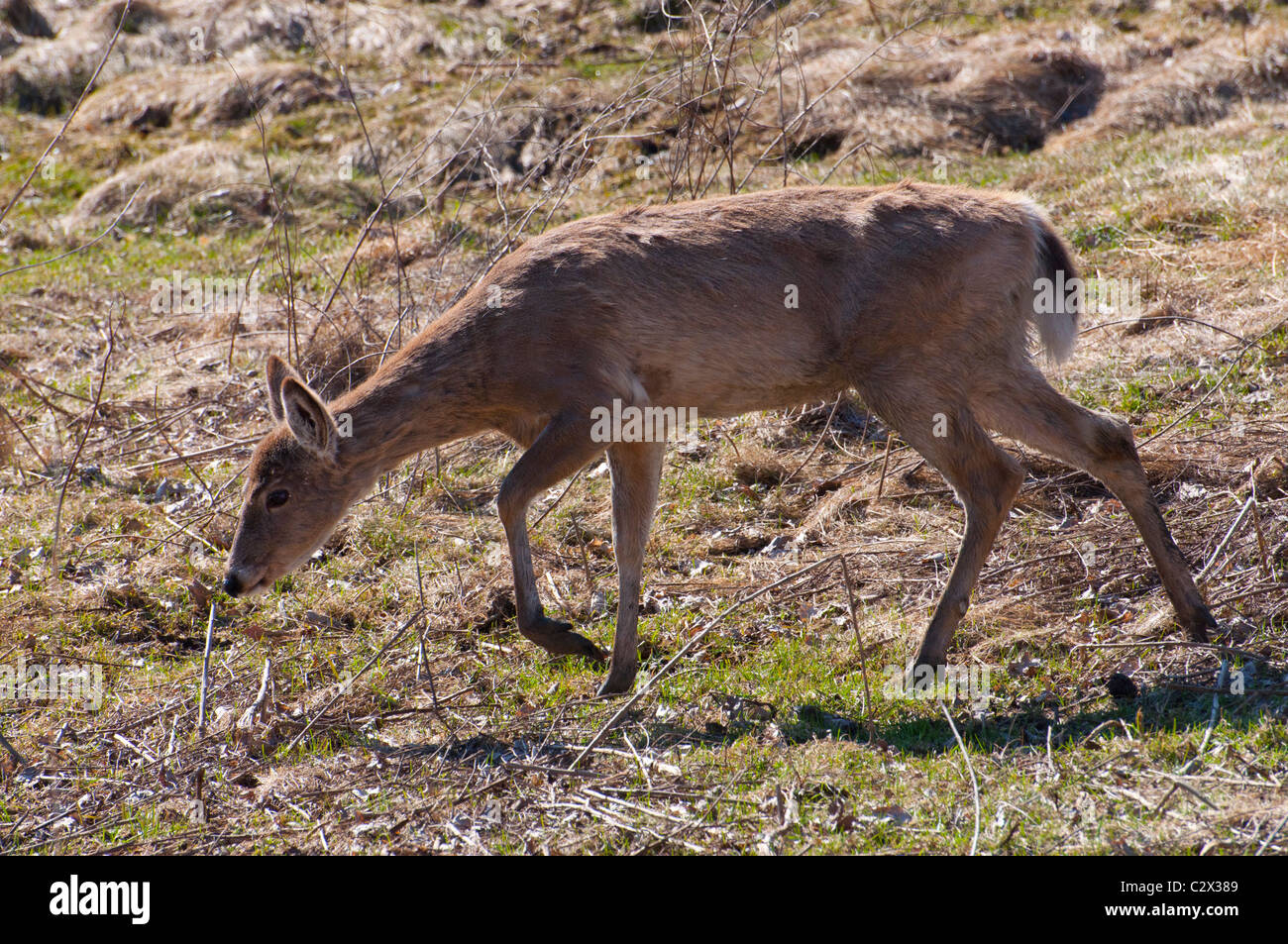 A White-Tailed Deer in spring Stock Photo - Alamy