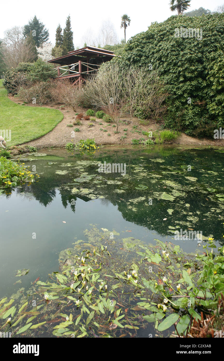 Tregothnan estate manor and gardens home of Lord Falmouth Stock Photo ...