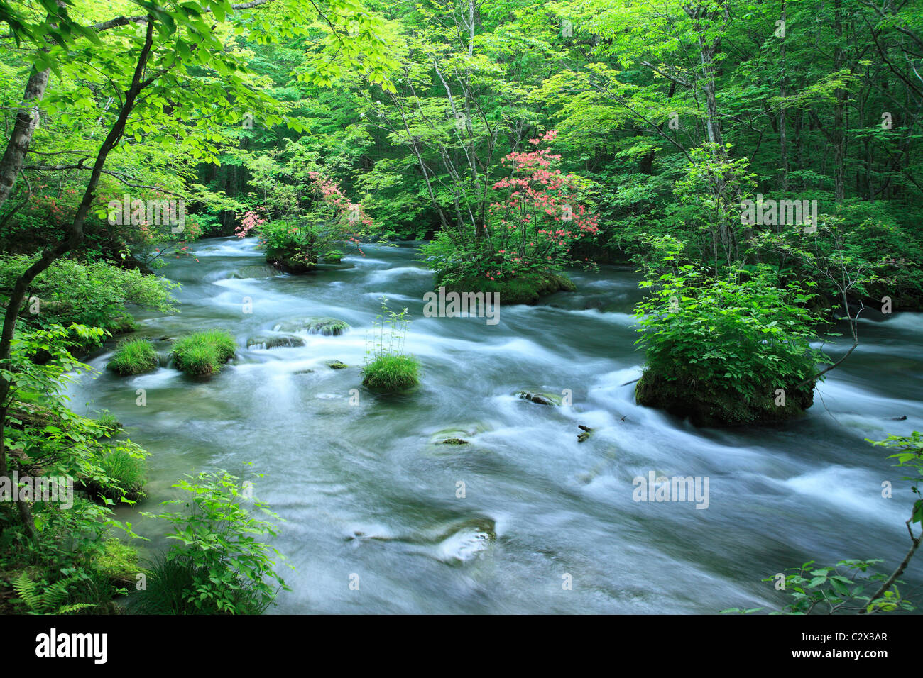 Water spring in forest Stock Photo - Alamy