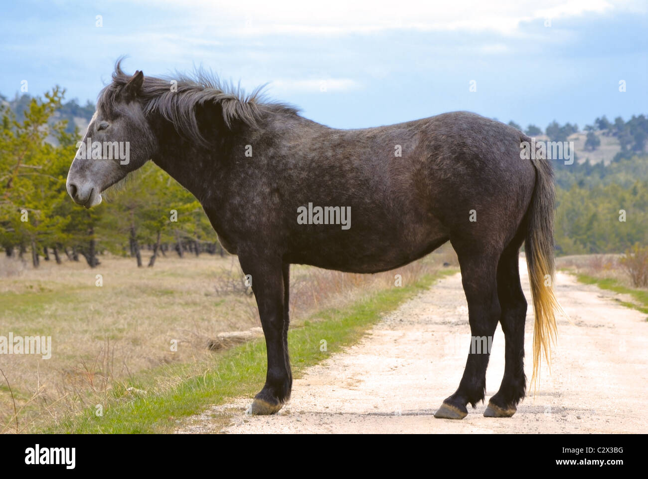 Rappe black horse hi-res stock photography and images - Alamy