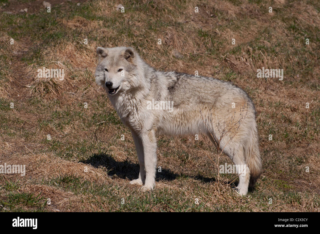 A Timber Wolf standing Stock Photo - Alamy