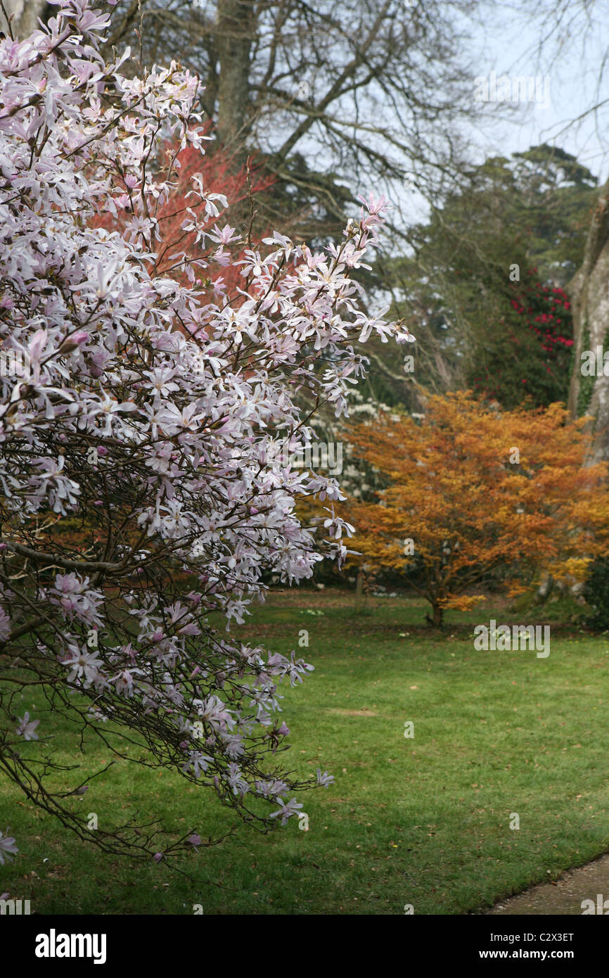 Tregothnan estate manor gardens home hi-res stock photography and ...