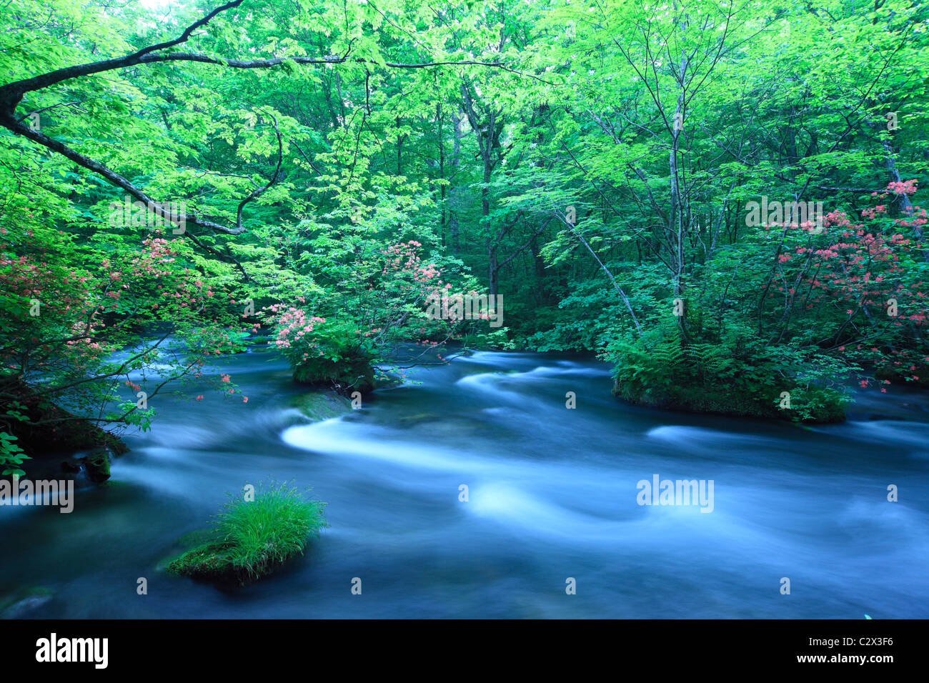 Water spring in forest Stock Photo - Alamy