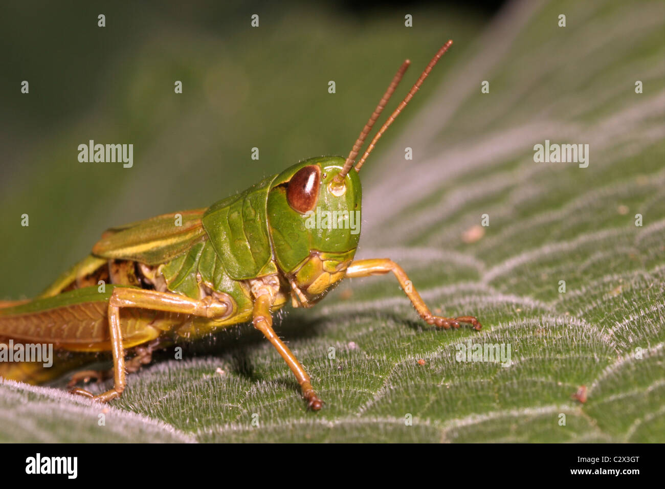 Meadow grasshopper (Chorthippus parallelus) female face, UK Stock Photo ...