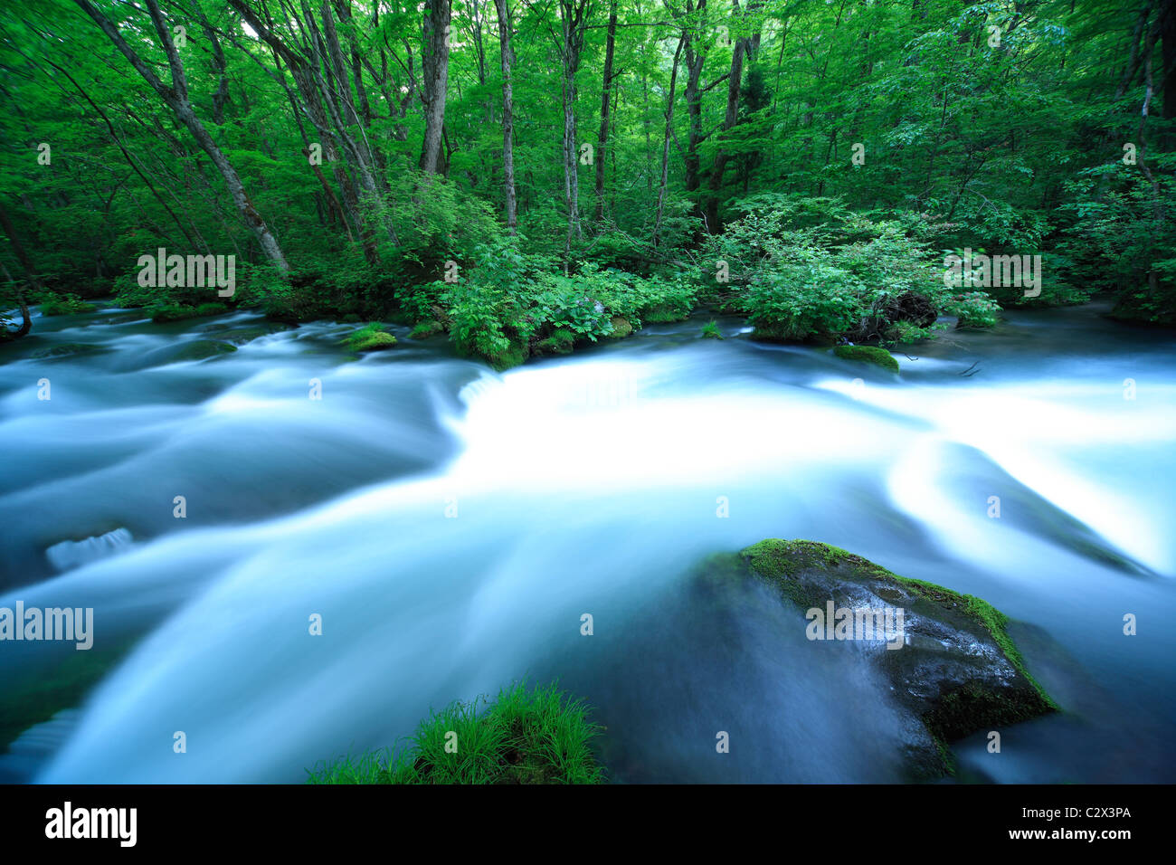 Water spring in forest Stock Photo - Alamy