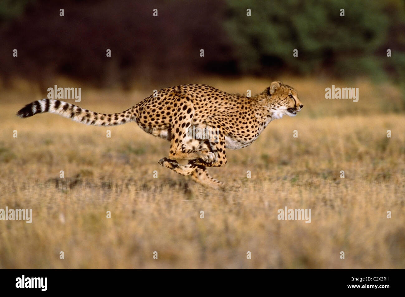 Running Cheetah Africa Stock Photo - Alamy