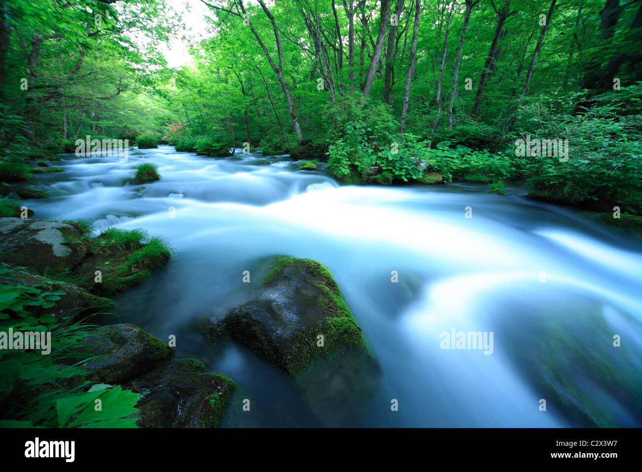 Water spring in forest Stock Photo - Alamy