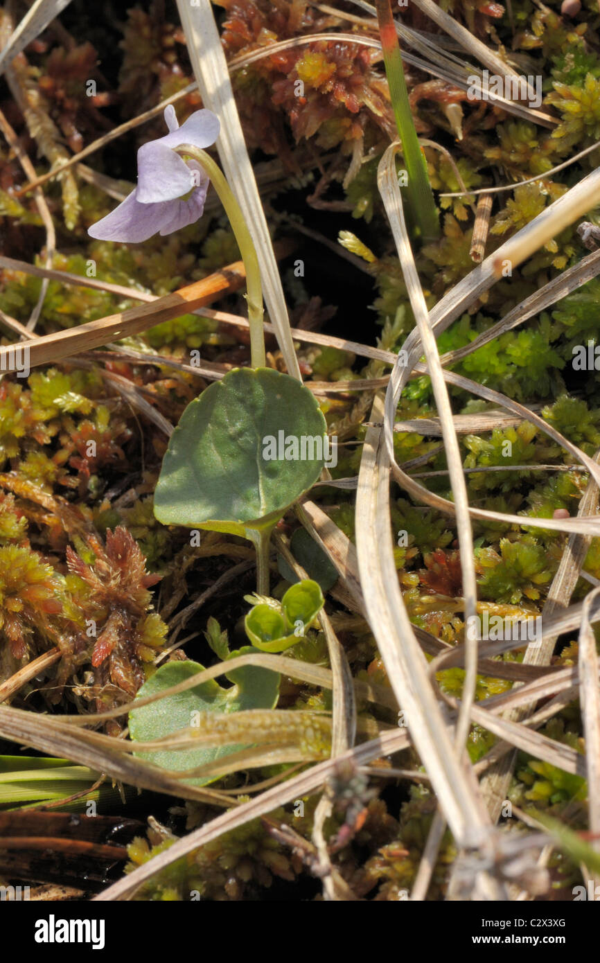 Marsh violet viola palustris hi-res stock photography and images - Alamy
