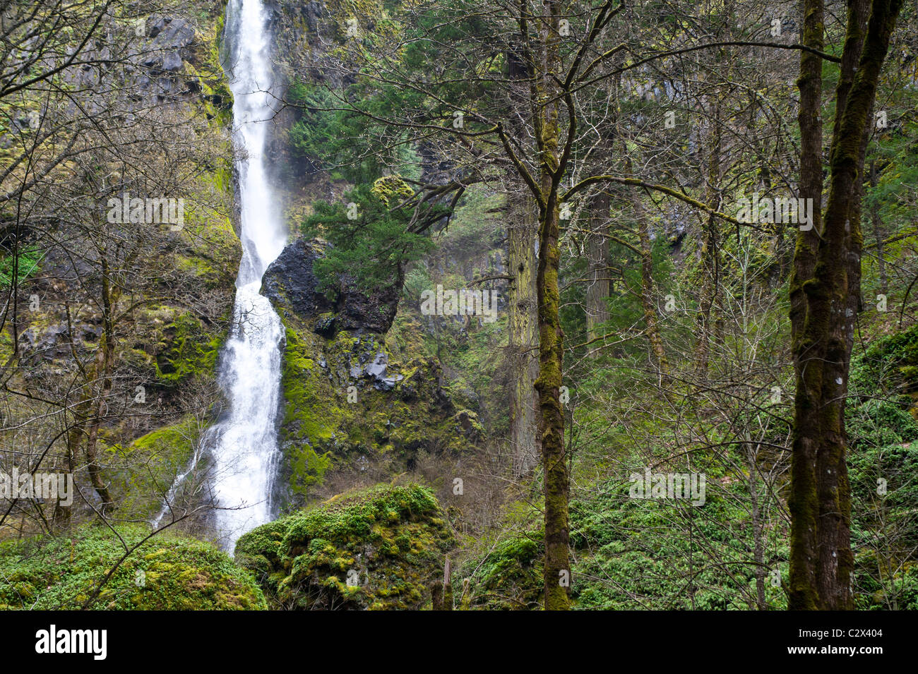 Waterfall among trees in the Pacific Northwest Stock Photo - Alamy