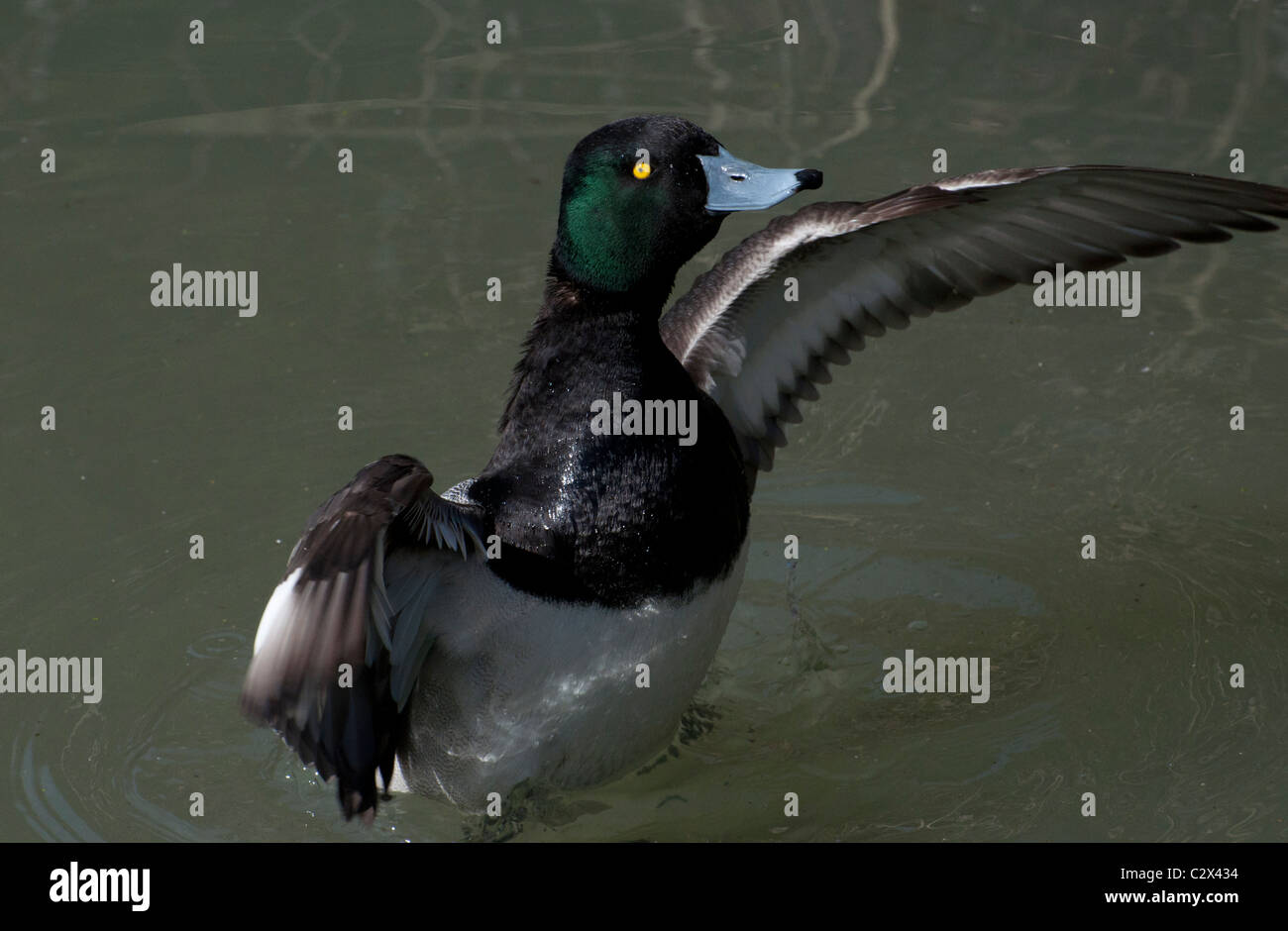 A Lesser Scaup stretching his wings on a pond Stock Photo - Alamy