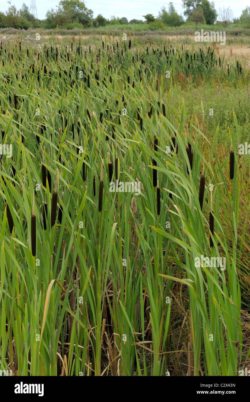 Typha latifolia common bulrush broadleaf hi-res stock photography and ...