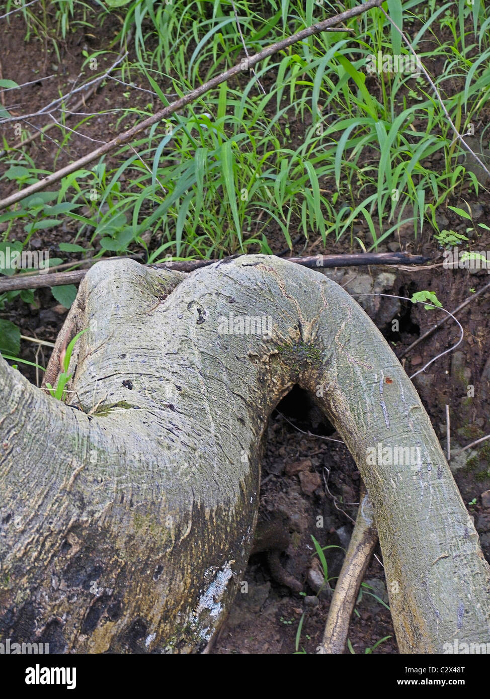 Dead tree trunk Stock Photo - Alamy