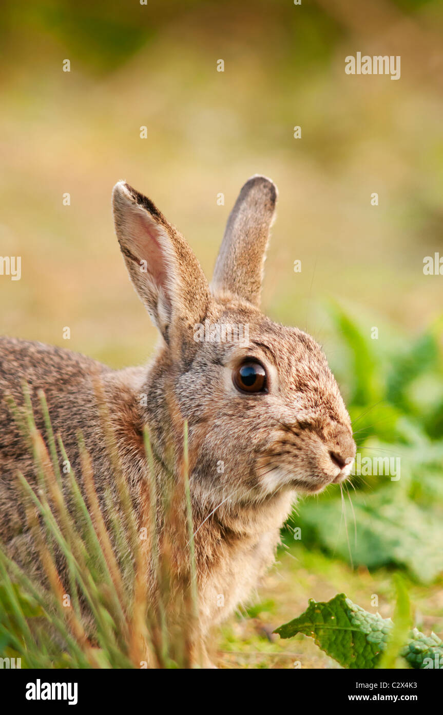 European Rabbit (Oryctolagus cuniculus) grazing in Warwickshire field ...