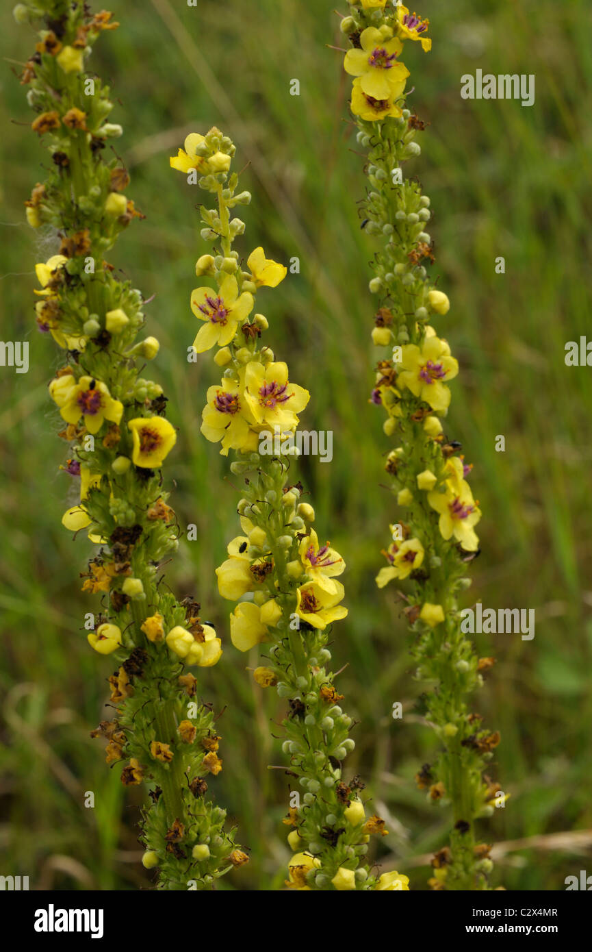 Dark Mullein, verbascum nigrum Stock Photo - Alamy