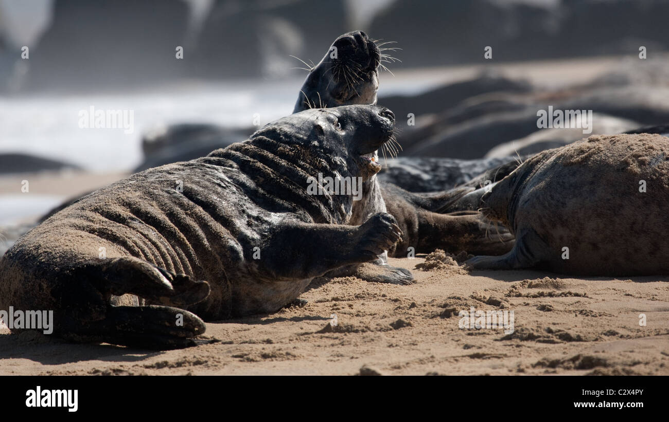 Grey Seal colony hauled out on beach Stock Photo - Alamy