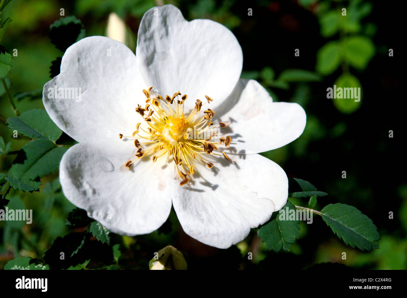Burnet rose flower Stock Photo - Alamy