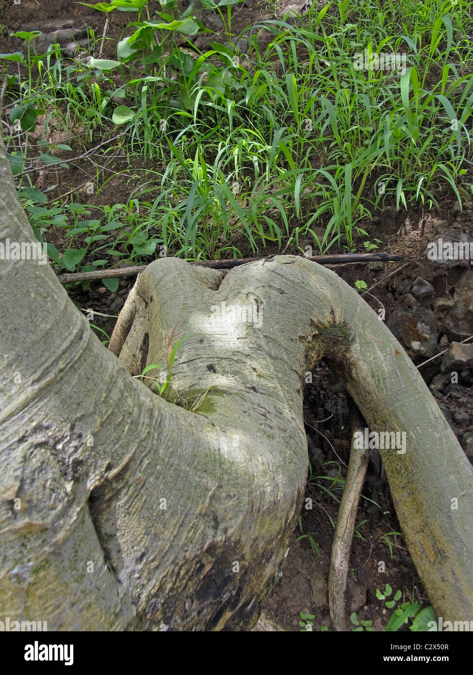 Human head shape tree hi-res stock photography and images - Alamy