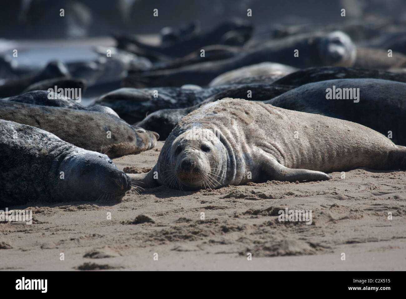 Grey Seal colony hauled out on beach Stock Photo - Alamy