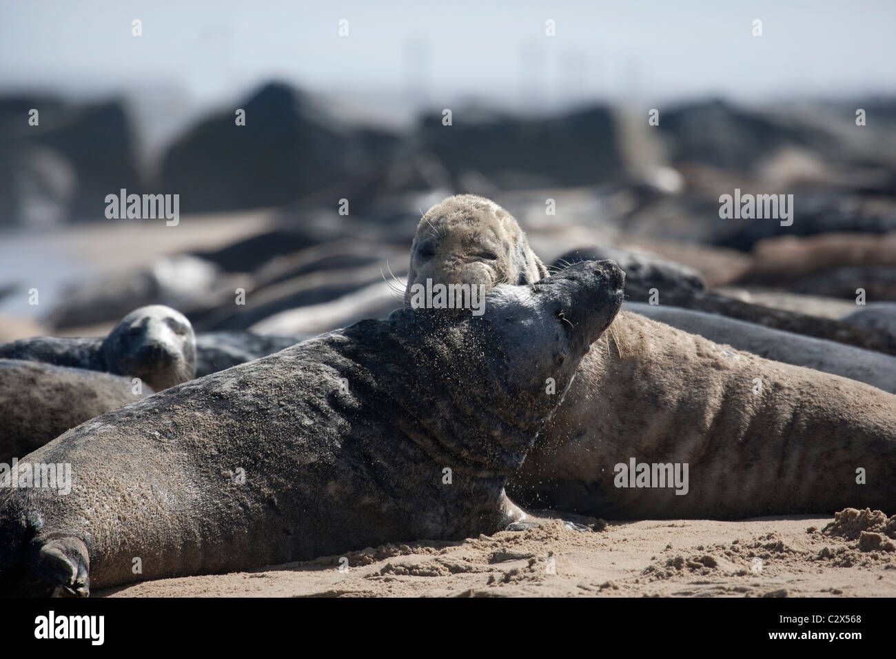 Grey Seal colony hauled out on beach Stock Photo - Alamy