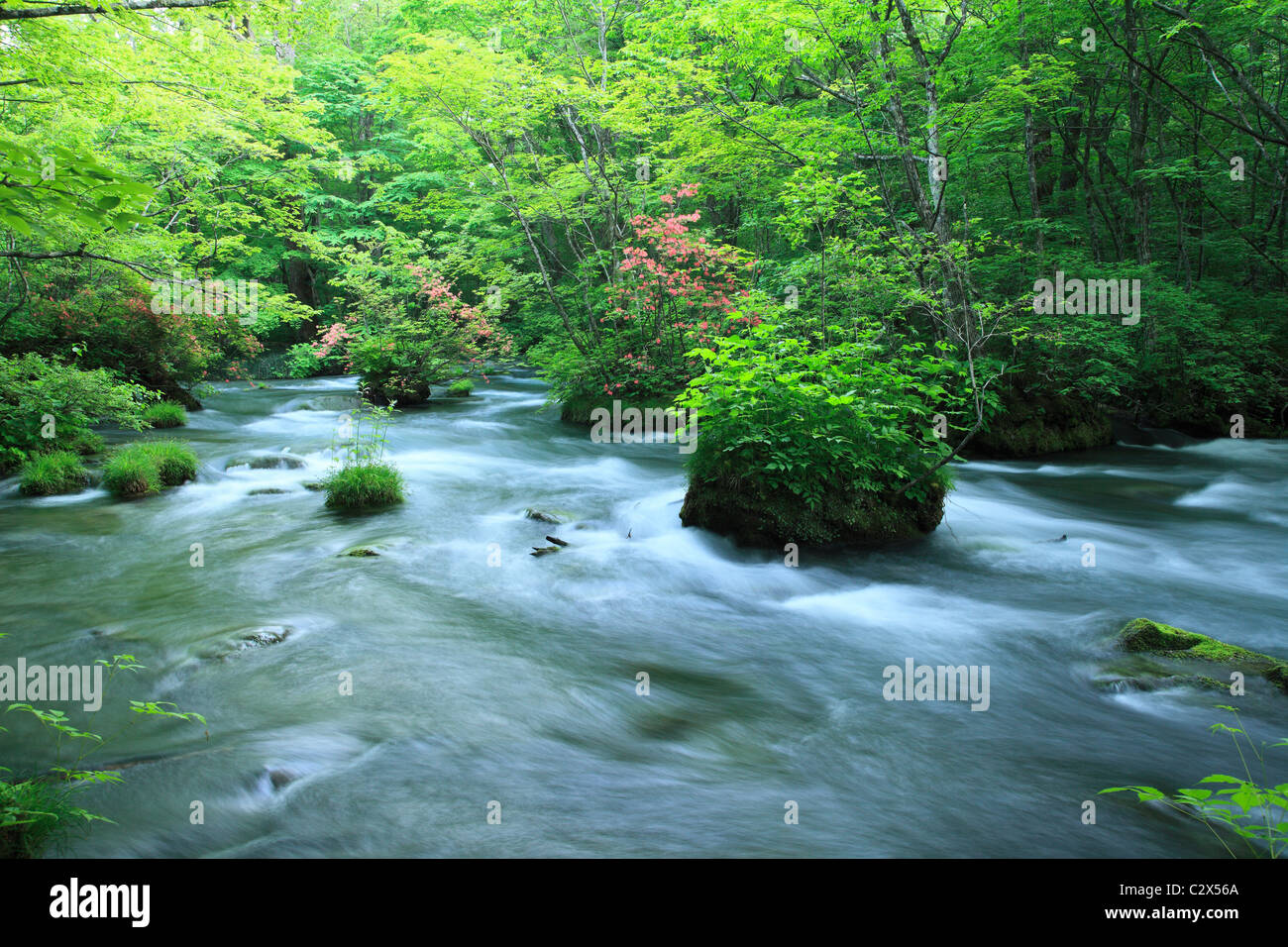 Water spring in forest Stock Photo - Alamy