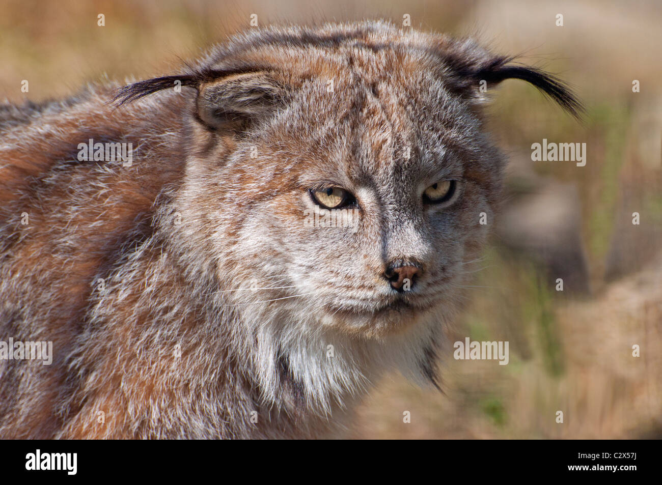 Close-up of a Canadian Lynx Stock Photo - Alamy