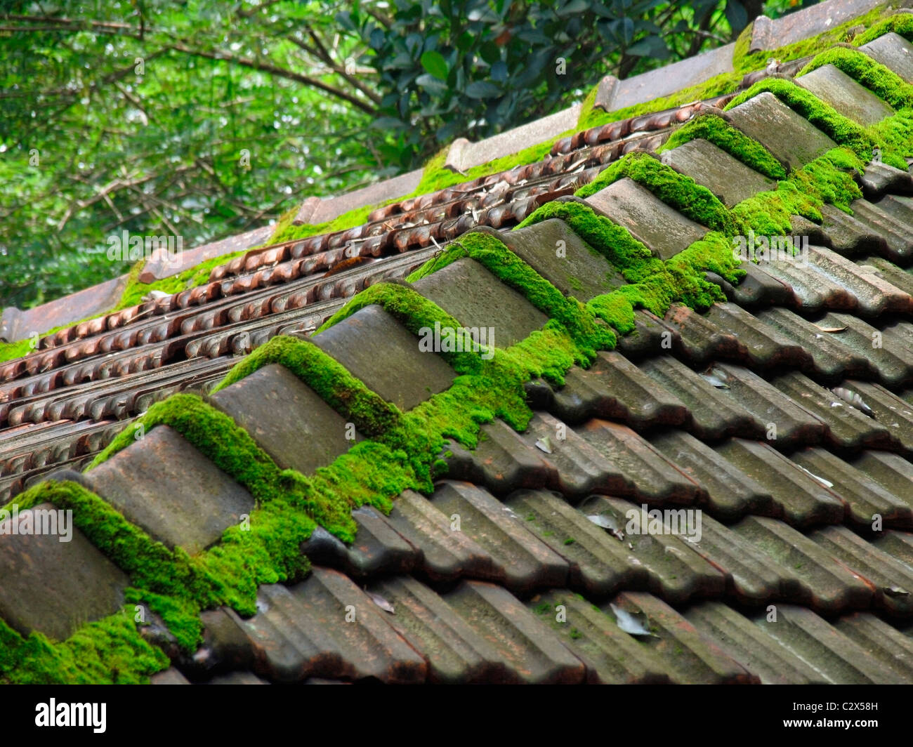 Sloping Roof full of moss during monsoon, Kerala, India Stock Photo - Alamy