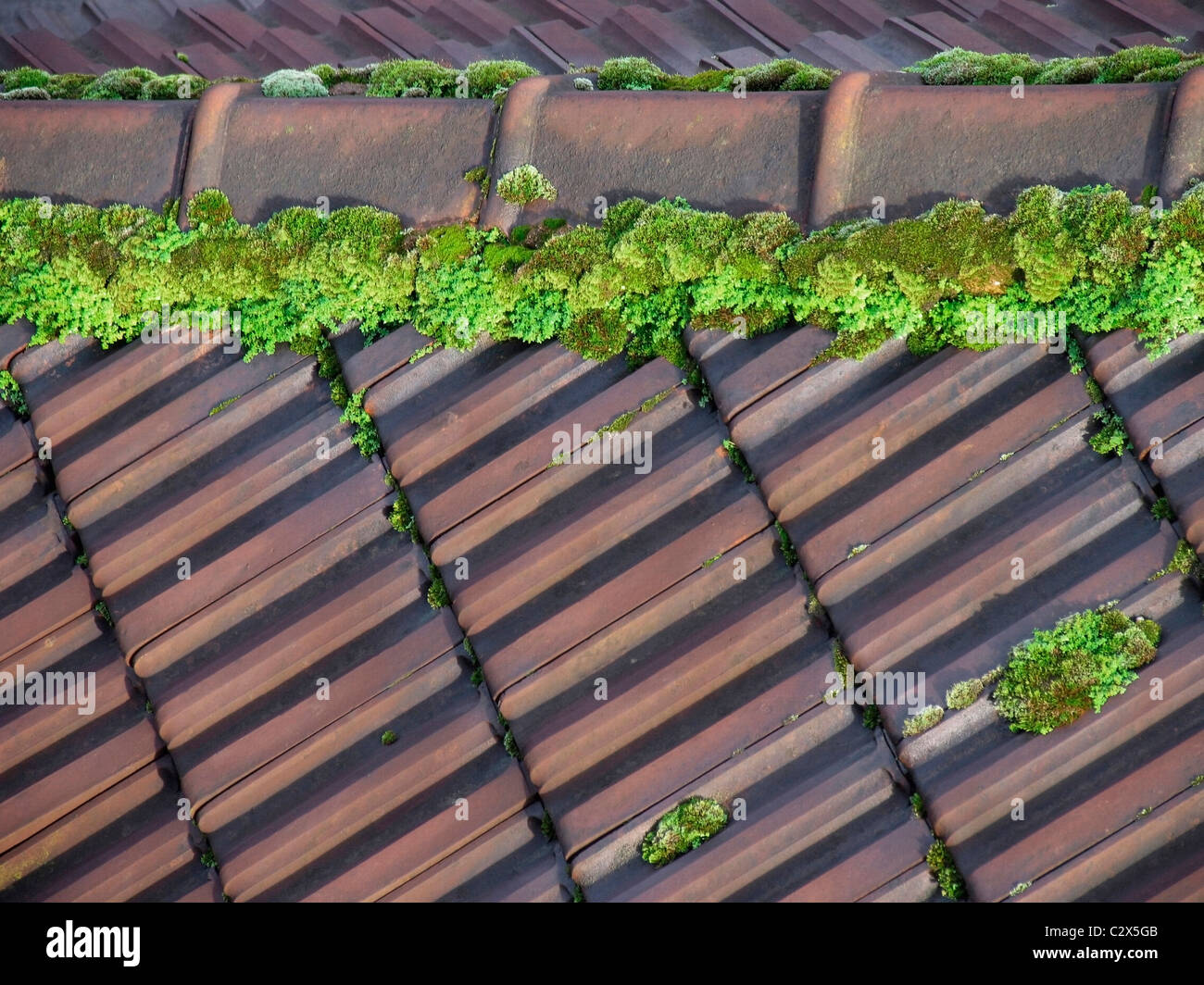 Sloping Roof full of moss during monsoon, Kerala, India Stock Photo - Alamy