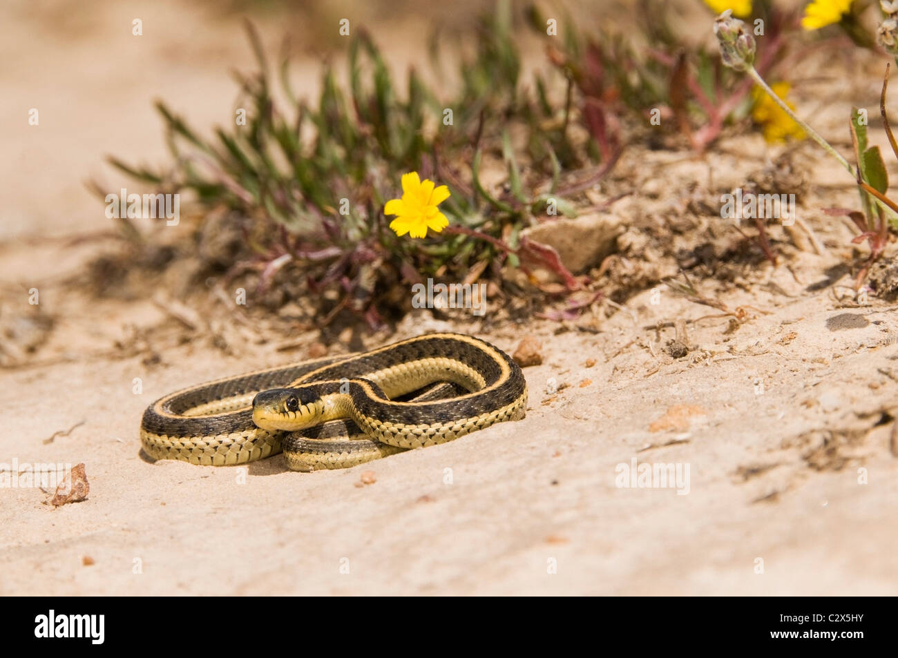 American Garter Snake High Resolution Stock Photography and Images - Alamy