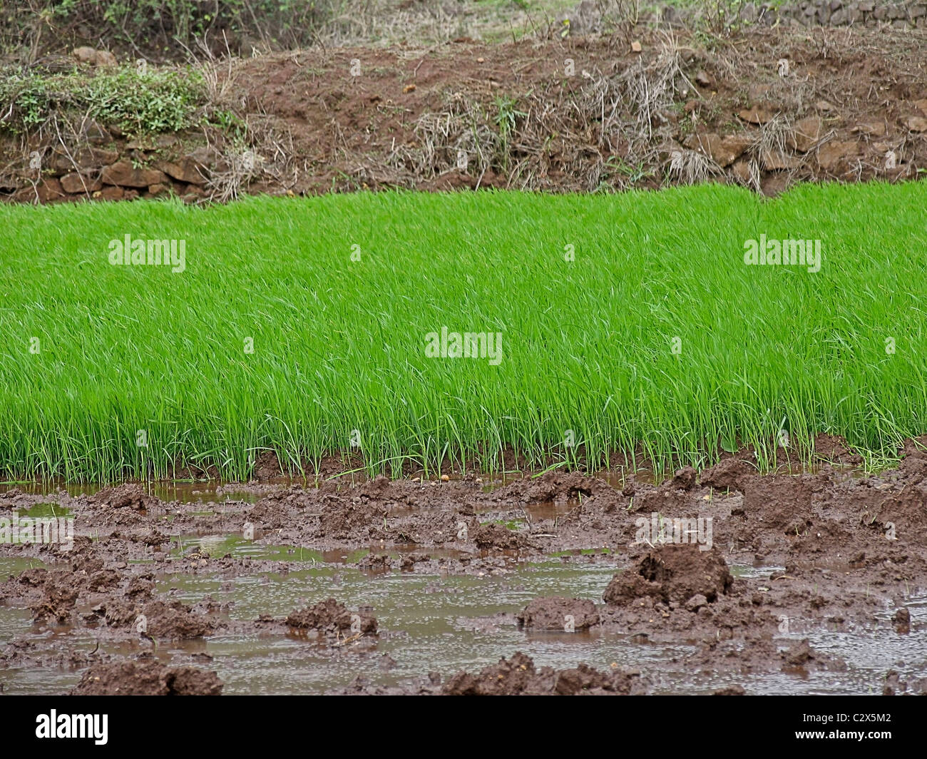 Paddy field of rice crop, Oryza Sativa, India Stock Photo - Alamy
