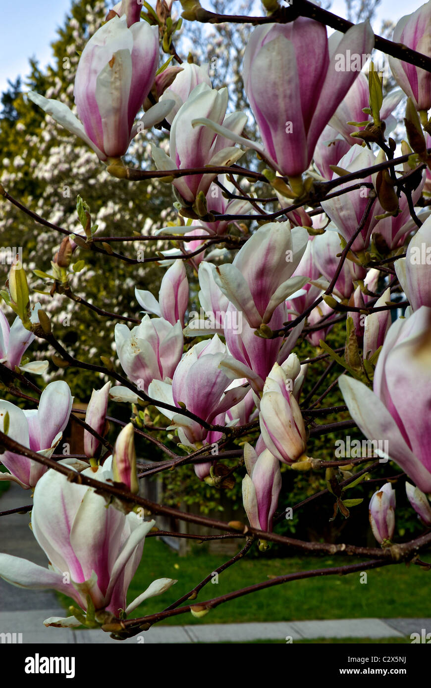 Magnolia tree canada bc hi-res stock photography and images - Alamy