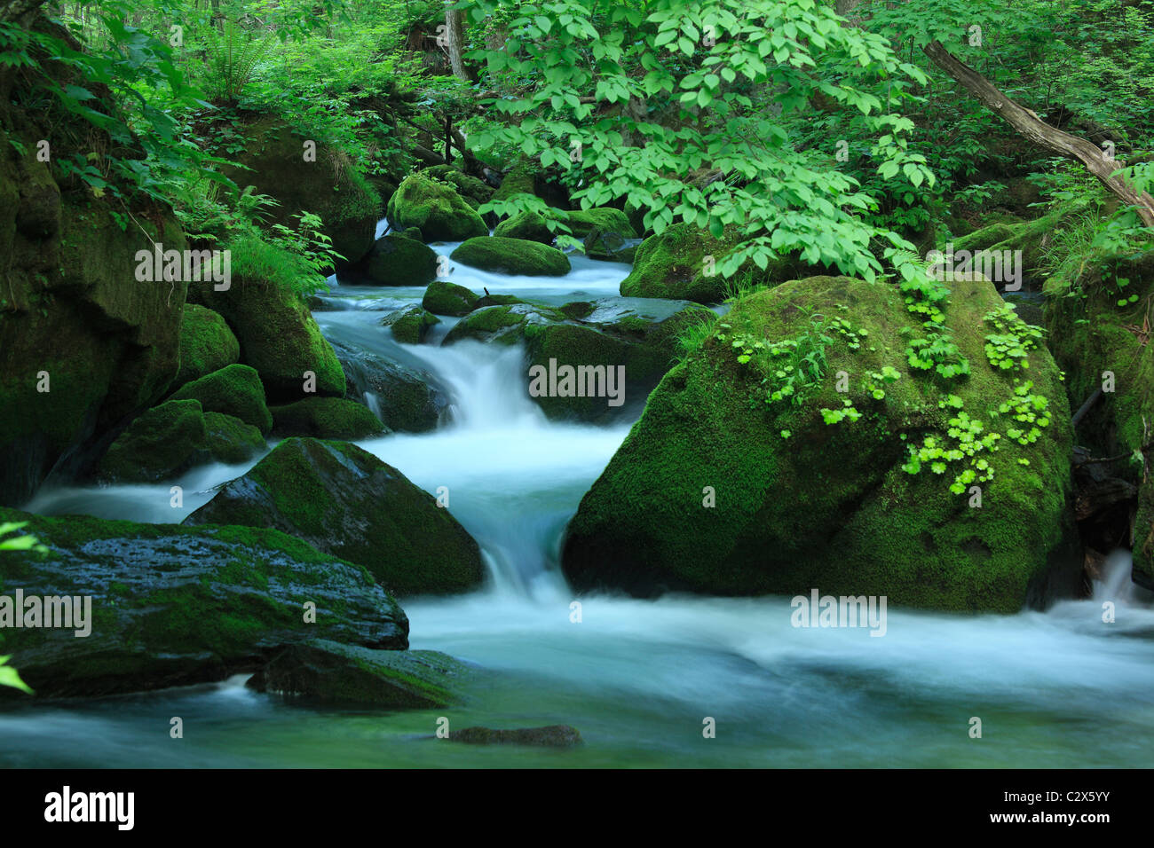 Water spring in forest Stock Photo - Alamy