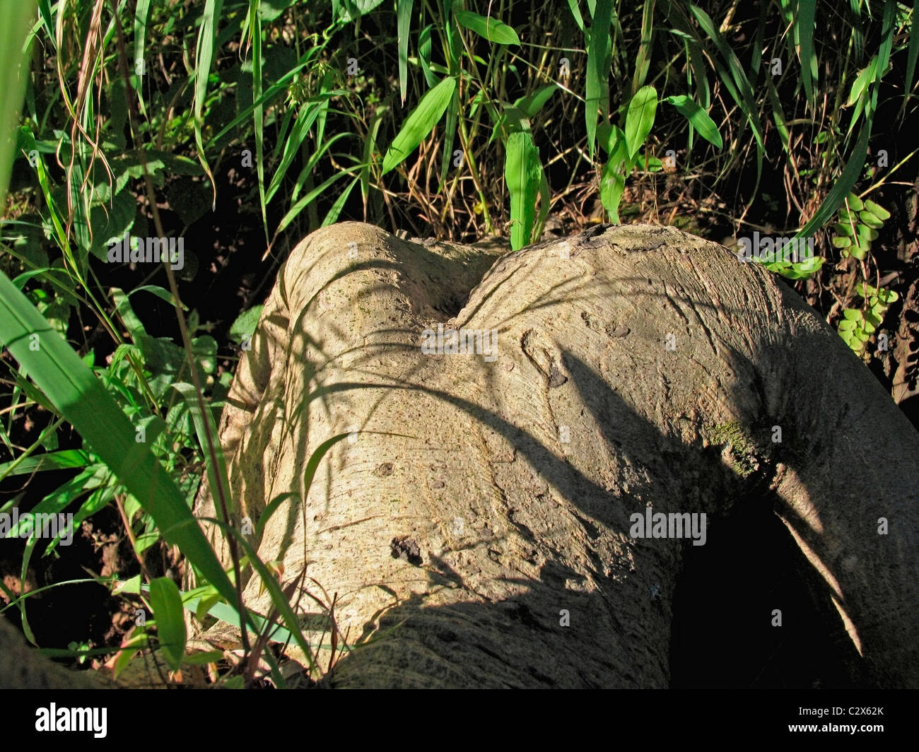 Human head shape tree hi-res stock photography and images - Alamy