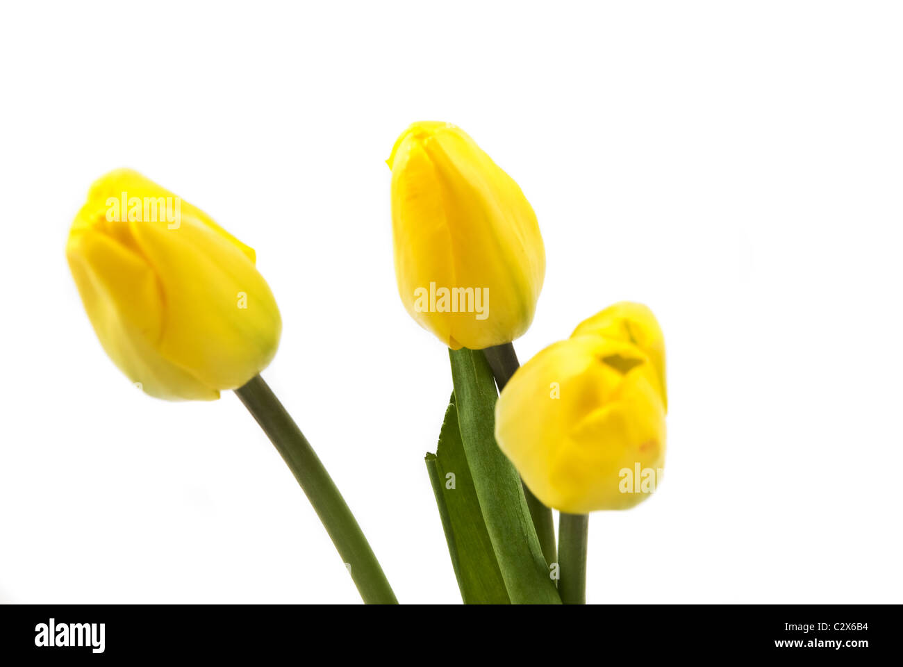 Three yellow tulips isolated on white background,selective focus on ...