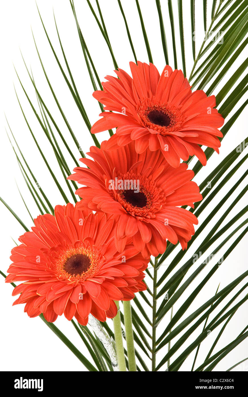 Three beautiful gerber arranged on a palm leaf isolated on white ...