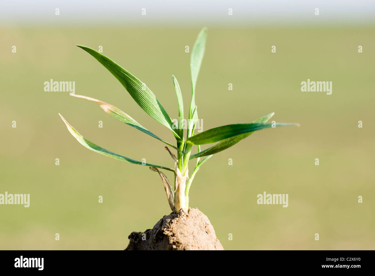 Young seedling of wheat planted in fertile soil Stock Photo - Alamy