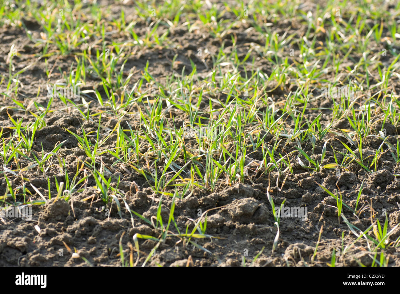 Young spring wheat grows in the field Stock Photo - Alamy